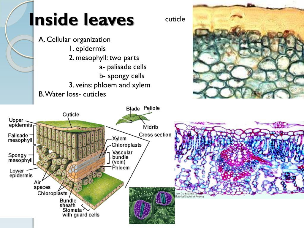 PPT - The biology of plants PowerPoint Presentation, free download - ID ...