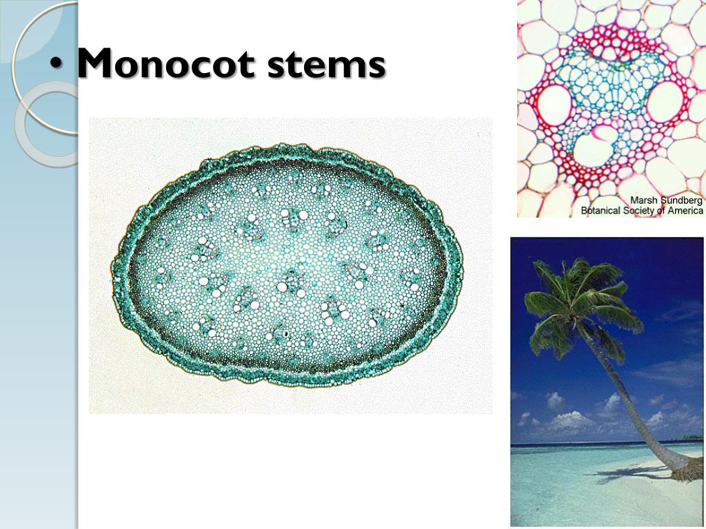 PPT - The biology of plants PowerPoint Presentation, free download - ID ...