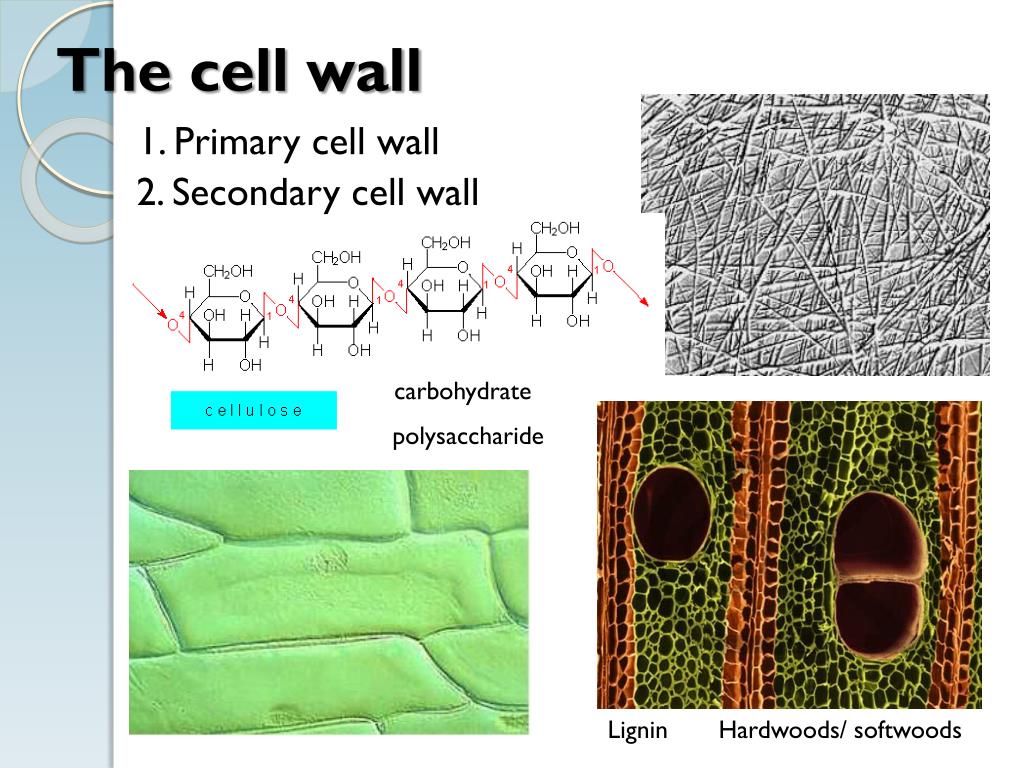 PPT - The biology of plants PowerPoint Presentation, free download - ID ...