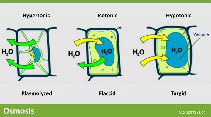 PPT - Hypertonic PowerPoint Presentation, free download - ID:1973460