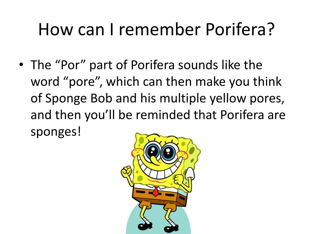 PPT - Porifera (pore bearers or sponges) PowerPoint Presentation, free ...