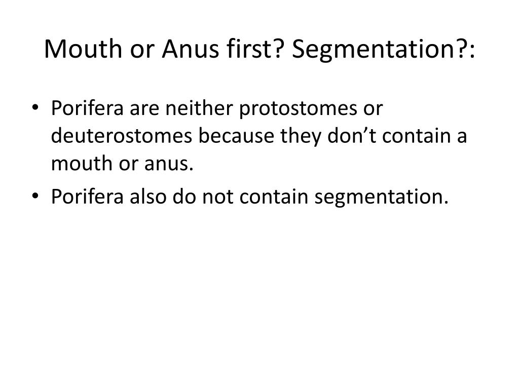 PPT - Porifera (pore bearers or sponges) PowerPoint Presentation, free ...