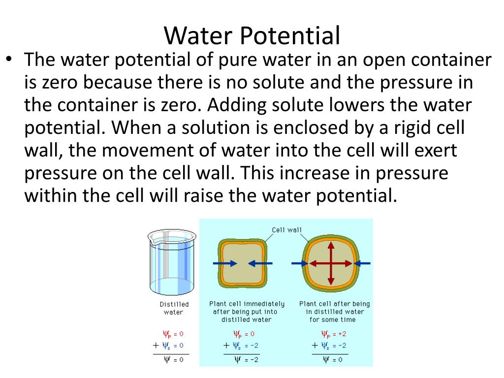 Ap Bio Diffusion And Water Potential Lab