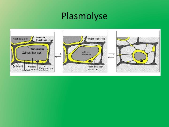PPT - Diffusion PowerPoint Presentation - ID:1973571