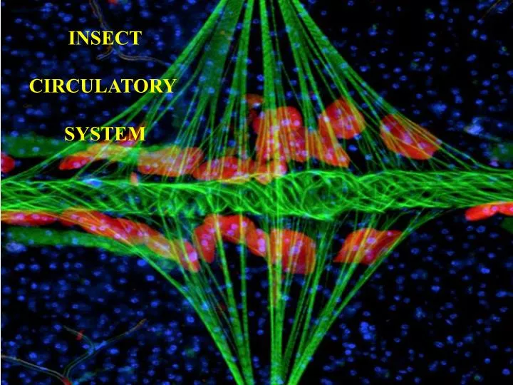 Diagram Of Circulatory System Insect Do Insects Have Blood?