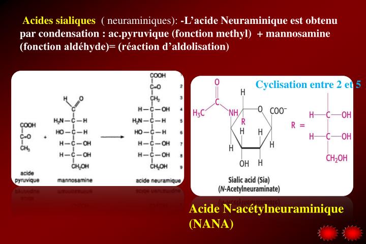 PPT - LES GLUCIDES PowerPoint Presentation - ID:1973629