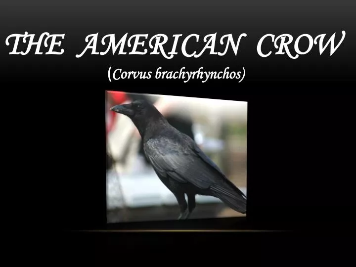 PPT - The American Crow PowerPoint Presentation, free download - ID:1973636