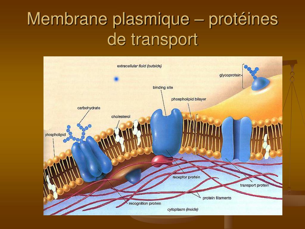 PPT - L’homéostasie et la membrane plasmique PowerPoint Presentation ...