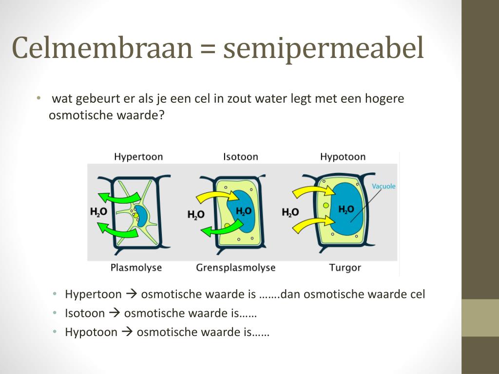 PPT - Stoffentransport tussen cellen en hun omgeving PowerPoint ...