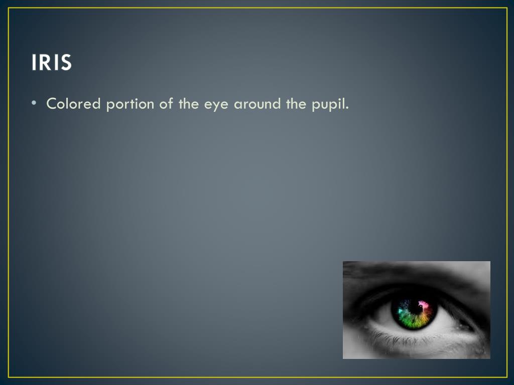 PPT - MEDICAL TERMINOLOGY RELATED TO SPECIAL SENSES PowerPoint ...
