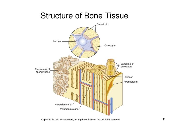 PPT - Chapter 07 Skeletal System PowerPoint Presentation - ID:1973779