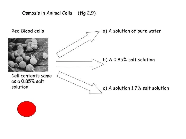 PPT - Osmosis in Animal Cells (fig 2.9 ) PowerPoint Presentation, free ...