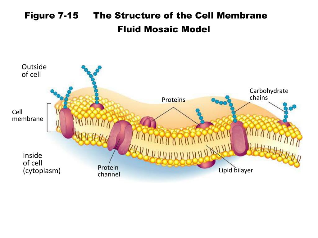 PPT - The Cell Membrane and Transport Across the Cell Membrane ...