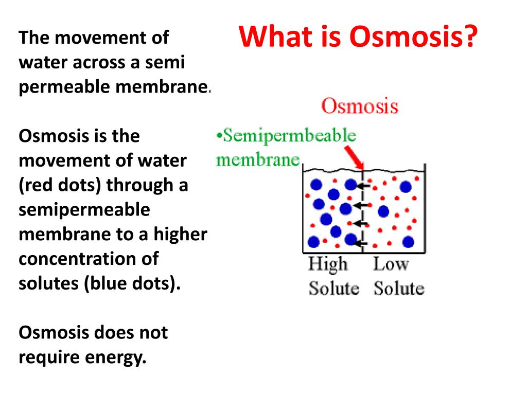 PPT - The Cell Membrane and Transport Across the Cell Membrane ...