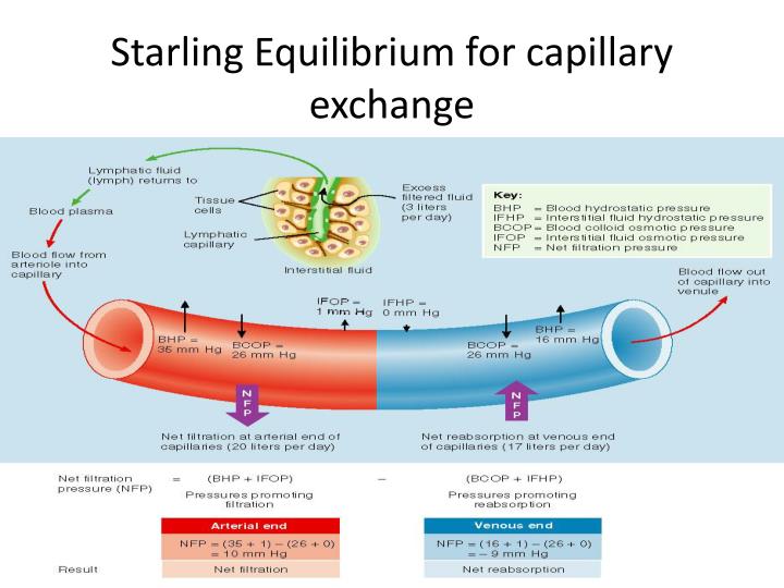 PPT - Body fluid Abnormalities Microcirculation Edema PowerPoint ...