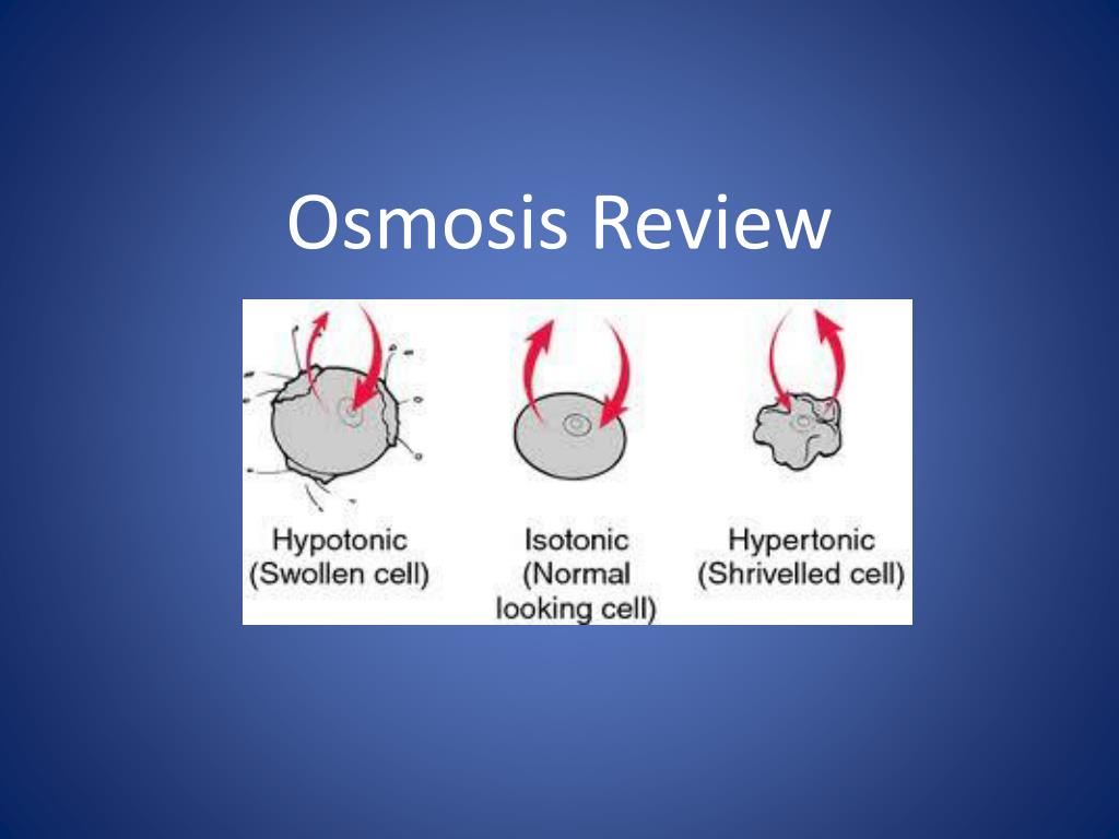 Ppt Osmosis Review Powerpoint Presentation Free Download Id 1974248