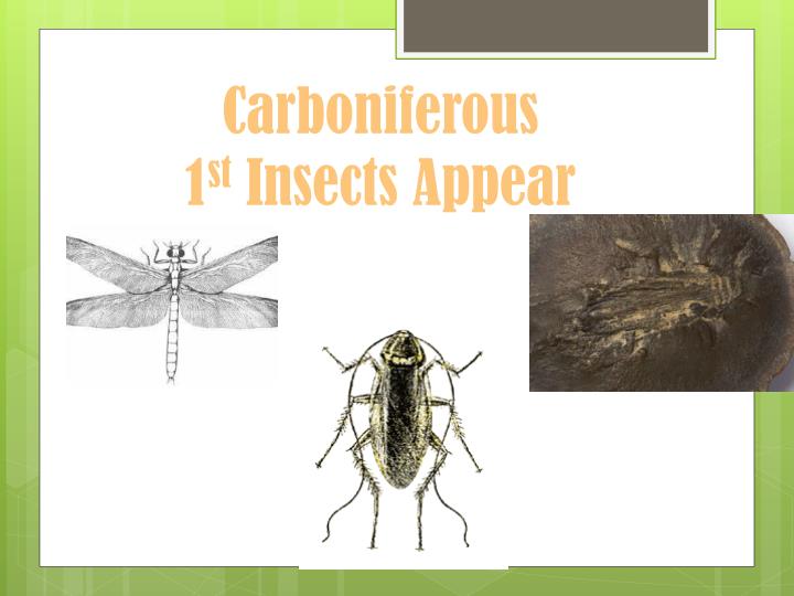 PPT - Carboniferous Period PowerPoint Presentation - ID:1974250