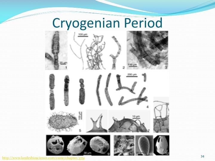 PPT - Snowball Earth! PowerPoint Presentation - ID:1974253