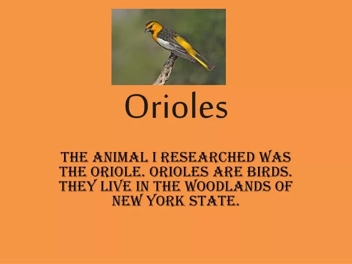 PPT - Orioles PowerPoint Presentation, free download - ID:1974377