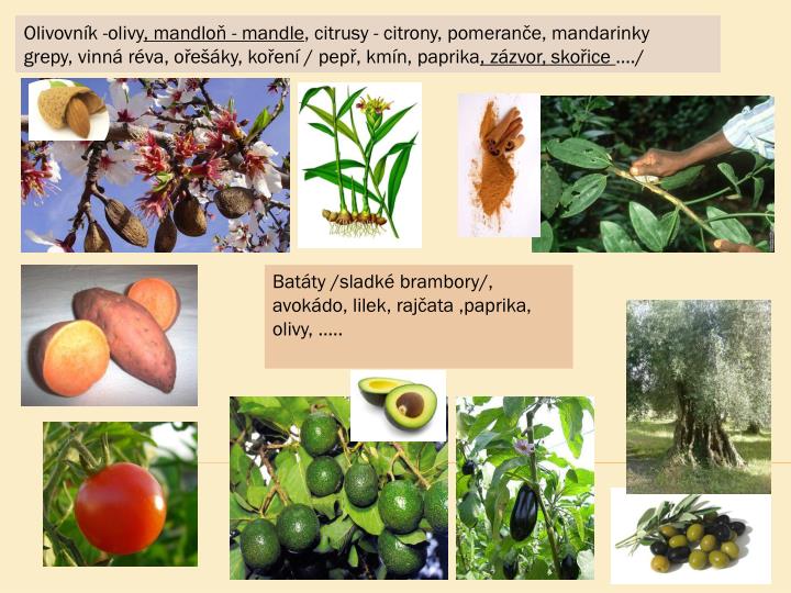 PPT - subTropický pás PowerPoint Presentation - ID:1974383