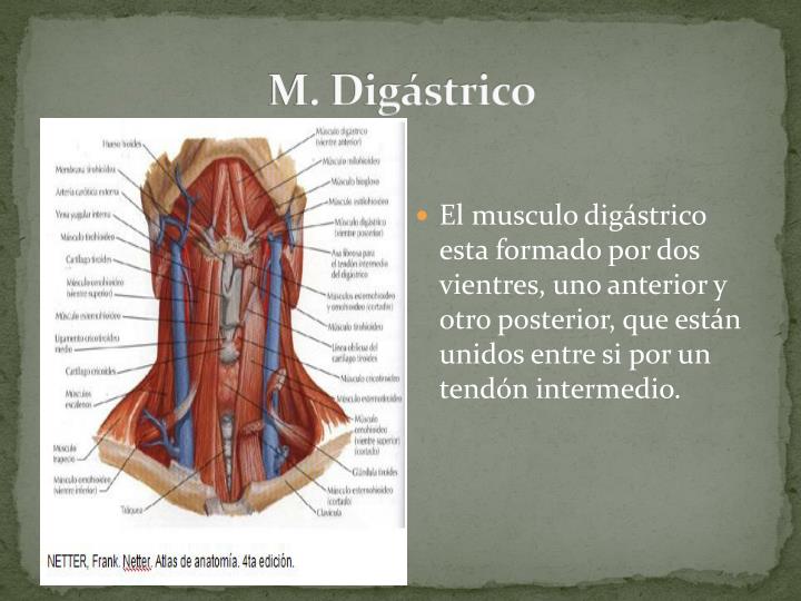 PPT - CARA Y CUELLO PowerPoint Presentation - ID:1974663
