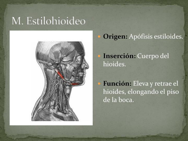 PPT - CARA Y CUELLO PowerPoint Presentation - ID:1974663