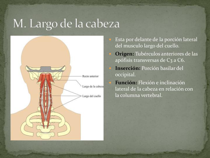 PPT - CARA Y CUELLO PowerPoint Presentation - ID:1974663
