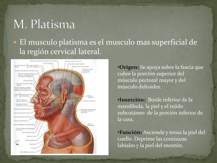 PPT - CARA Y CUELLO PowerPoint Presentation - ID:1974663