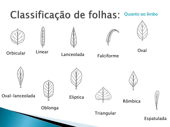 PPT - Folhas PowerPoint Presentation - ID:1974669