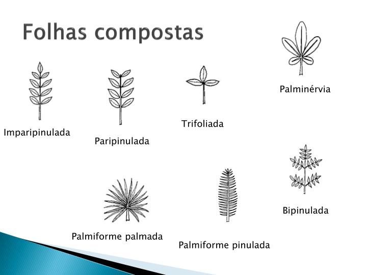 PPT - Folhas PowerPoint Presentation - ID:1974669