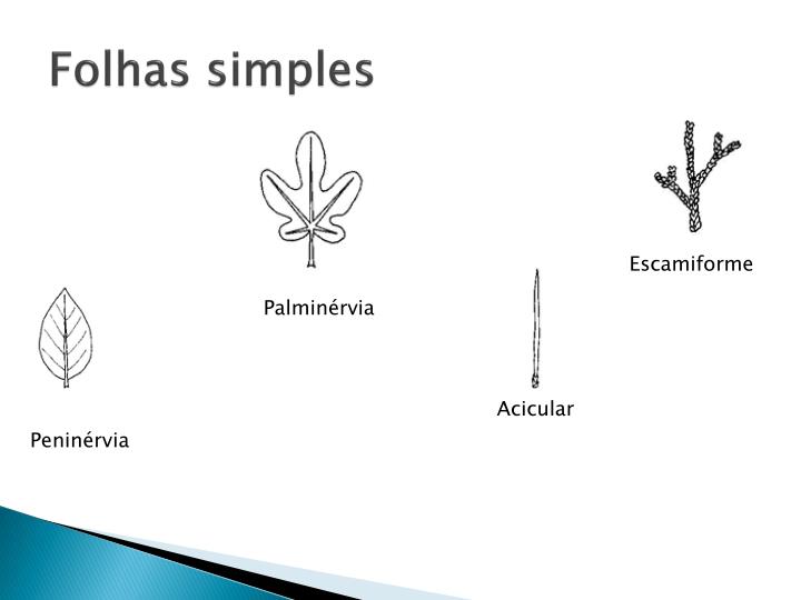 PPT - Folhas PowerPoint Presentation - ID:1974669