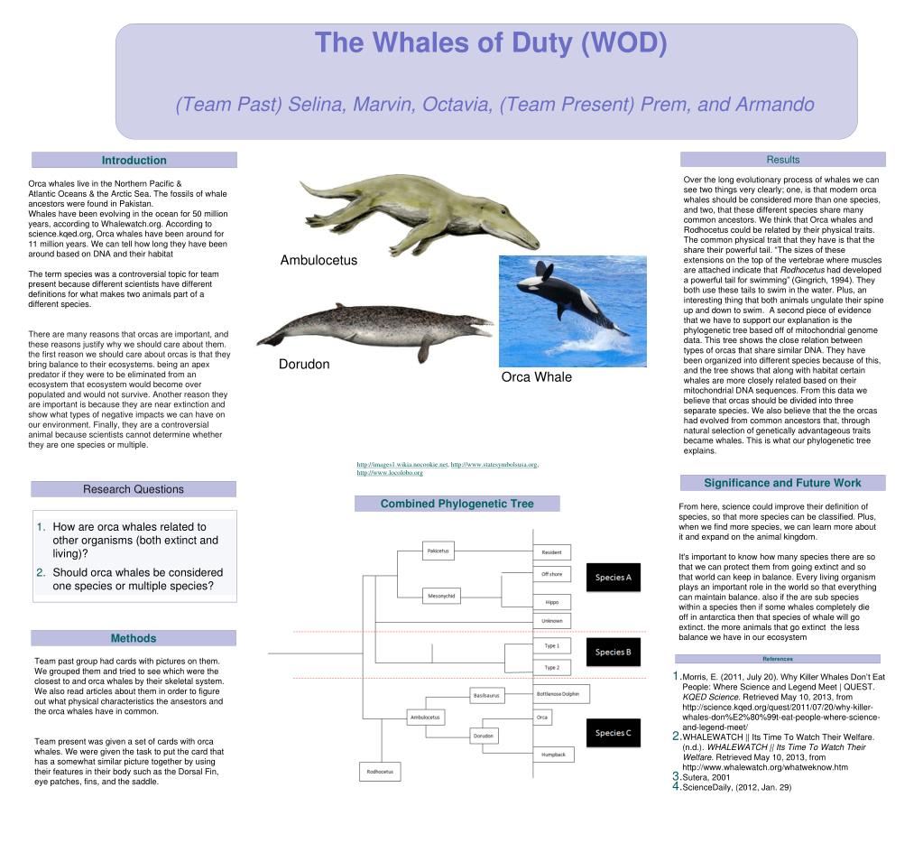PPT - Evolutionary Insights: Orca Whales & Their Ancestral Relations ...