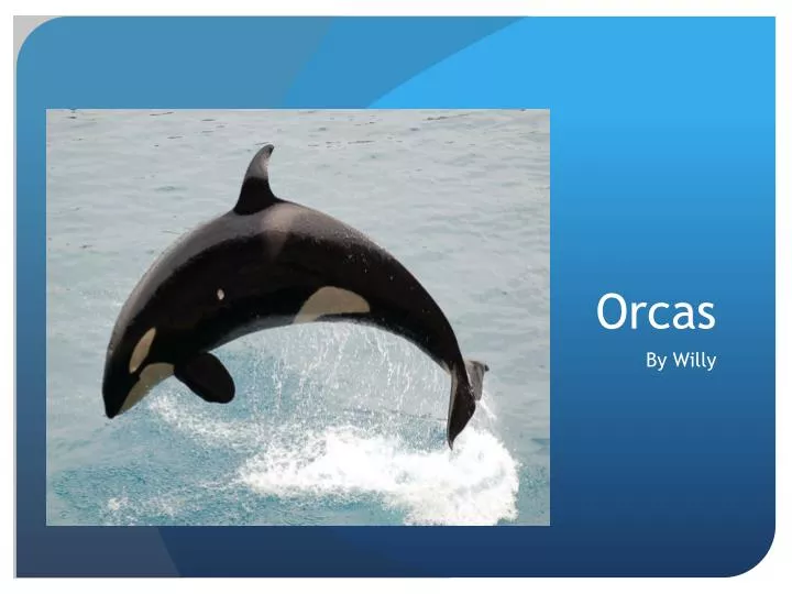 PPT - Orcas PowerPoint Presentation, free download - ID:1974740