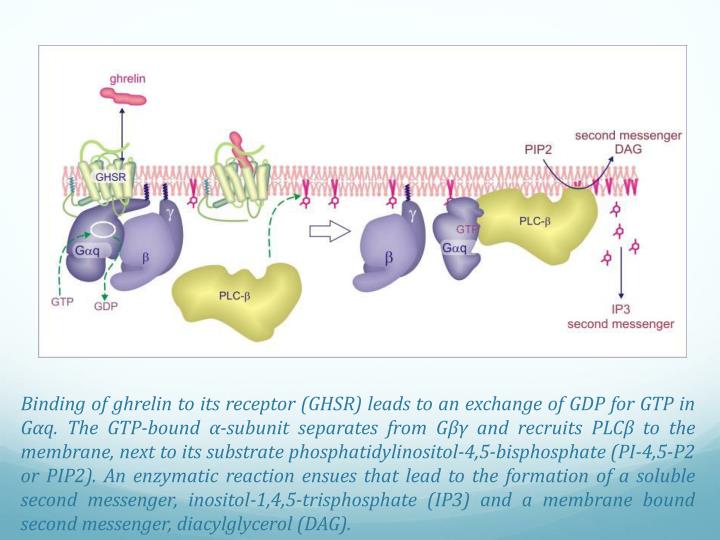 PPT - GHRELIN SIGNALING PATHWAY PowerPoint Presentation - ID:1974789