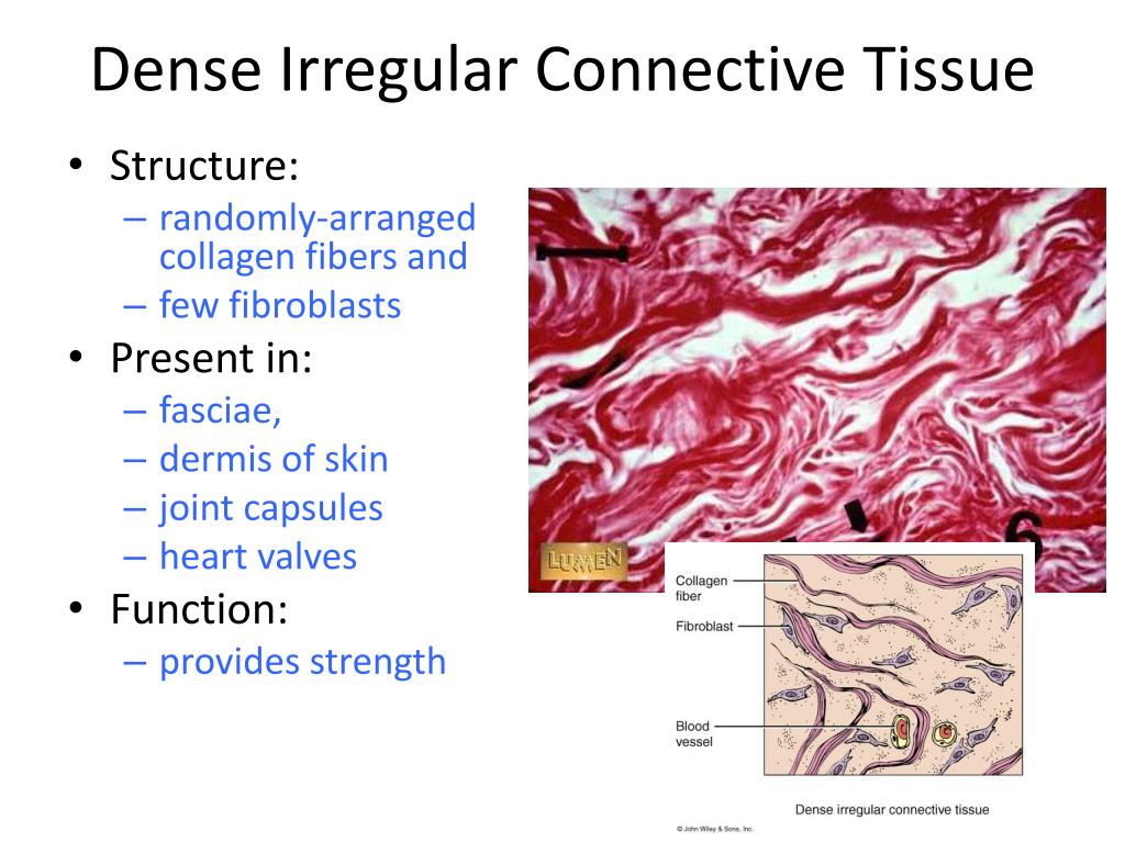 Dense Connective Tissue Structure