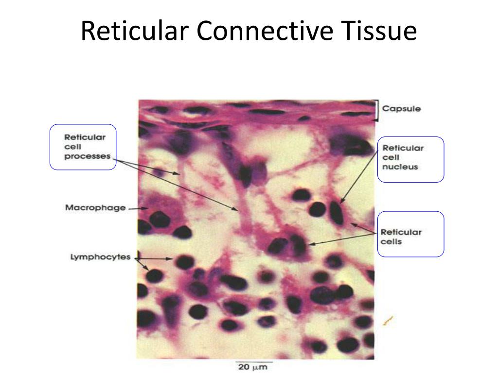 PPT - Connective Tissue PowerPoint Presentation, free download - ID:1974907 PPT - Connective Tissue PowerPoint Presentation, free download - ID:1974907
