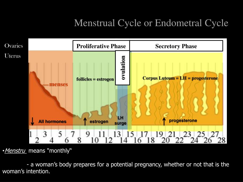 PPT - The FEMALE REPRODUCTIVE Physiology PowerPoint Presentation, free ...