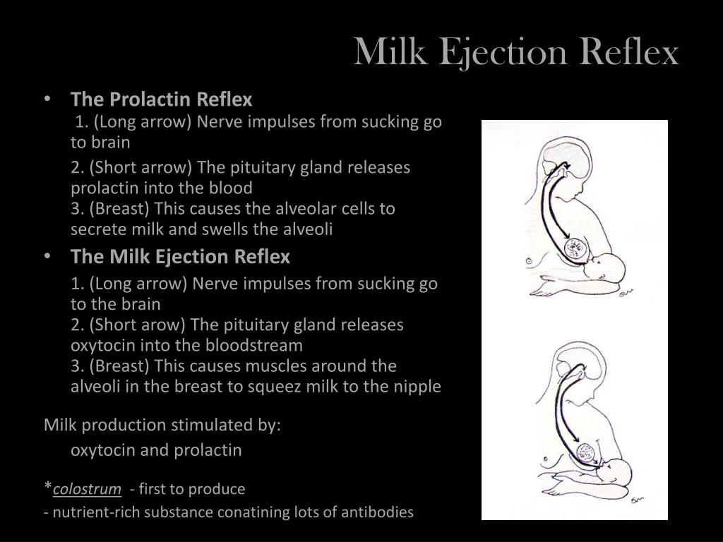 PPT - The FEMALE REPRODUCTIVE Physiology PowerPoint Presentation, free ...