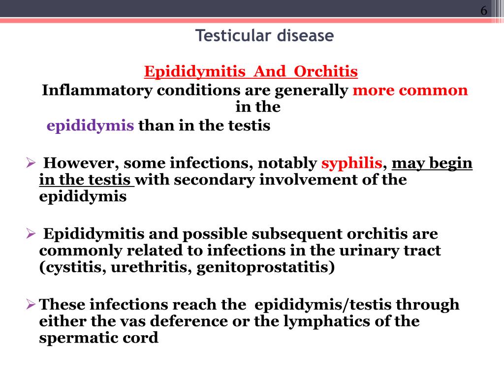 Ppt Testicular Pathology Powerpoint Presentation Free Download Id