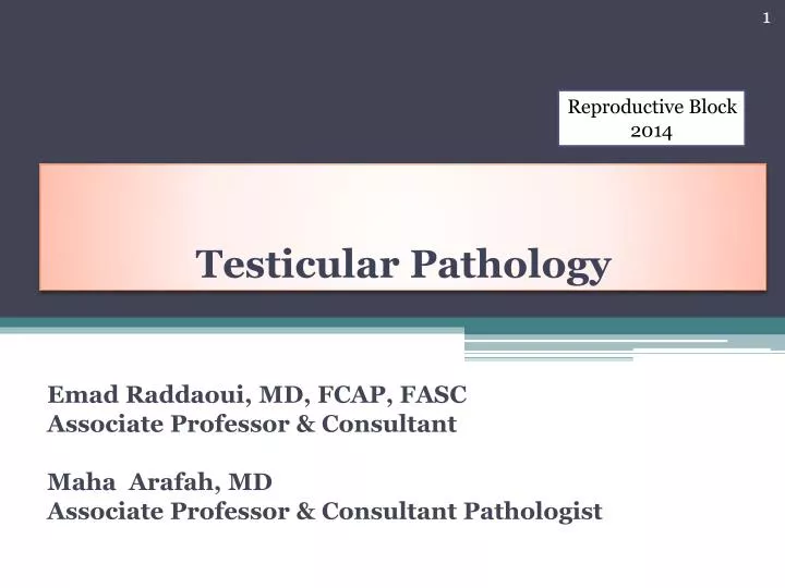 PPT - Testicular Pathology PowerPoint Presentation, free download - ID ...