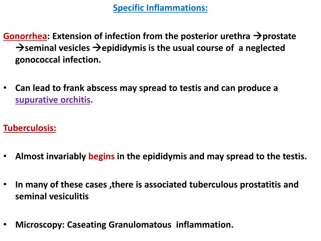 Ppt Testicular Pathology Powerpoint Presentation Free Download Id