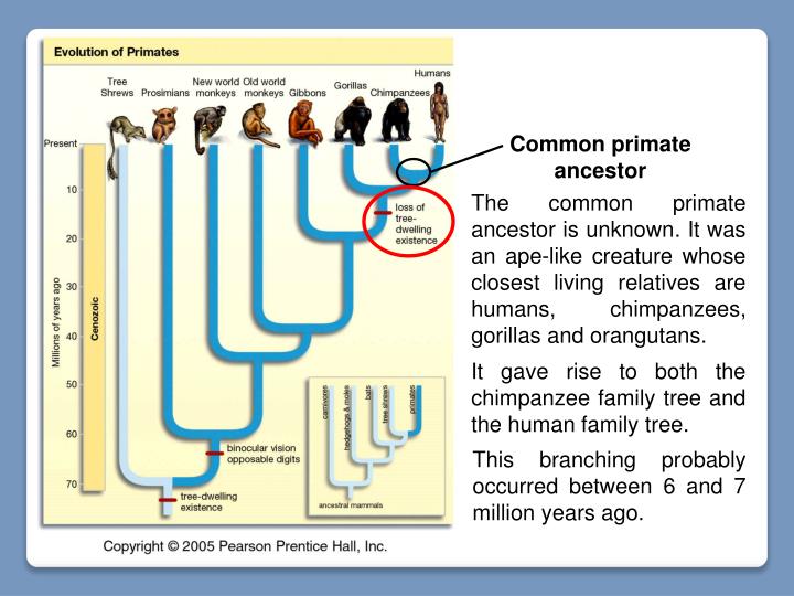 PPT - Human Evolution PowerPoint Presentation - ID:1975091