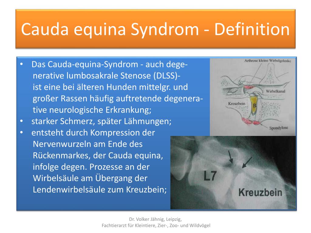 Was Bedeutet Cauda | Pancreas // Gutartige und bösartige Neubildungen ...