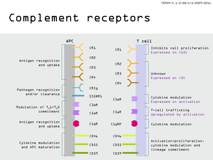 PPT - Signaling in the innate immune system PRR signaling PowerPoint ...