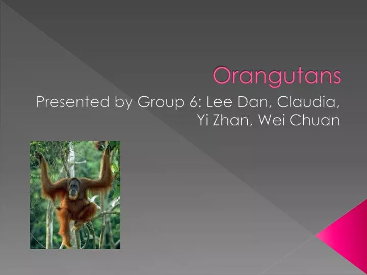 PPT - Orangutans PowerPoint Presentation, free download - ID:1975911