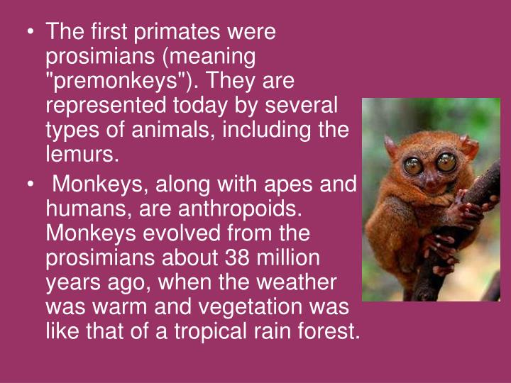 PPT - Primate Evolution PowerPoint Presentation - ID:1976019