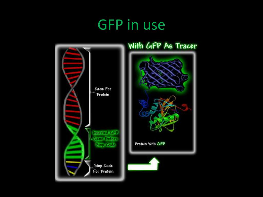 PPT - GFP ( Green fluorescent protein) by Kitija Kaulina PowerPoint ...