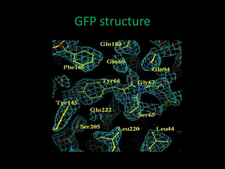 PPT - GFP ( Green fluorescent protein) by Kitija Kaulina PowerPoint ...