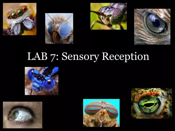 PPT - LAB 7 : Sensory Reception PowerPoint Presentation, free download ...