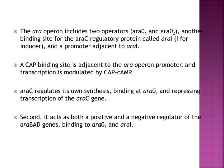 PPT - The arabinose operon …. PowerPoint Presentation - ID:1976324